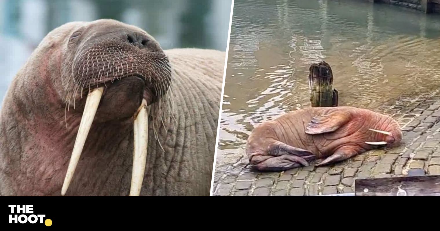 Thor the walrus, the huge character who drew thousands to Yorkshire