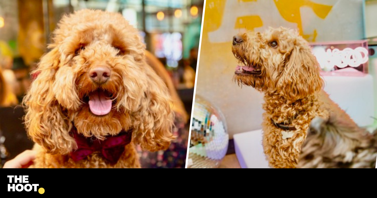 Cockapoo Café that featured on Dragon's Den is coming to a Leeds bar