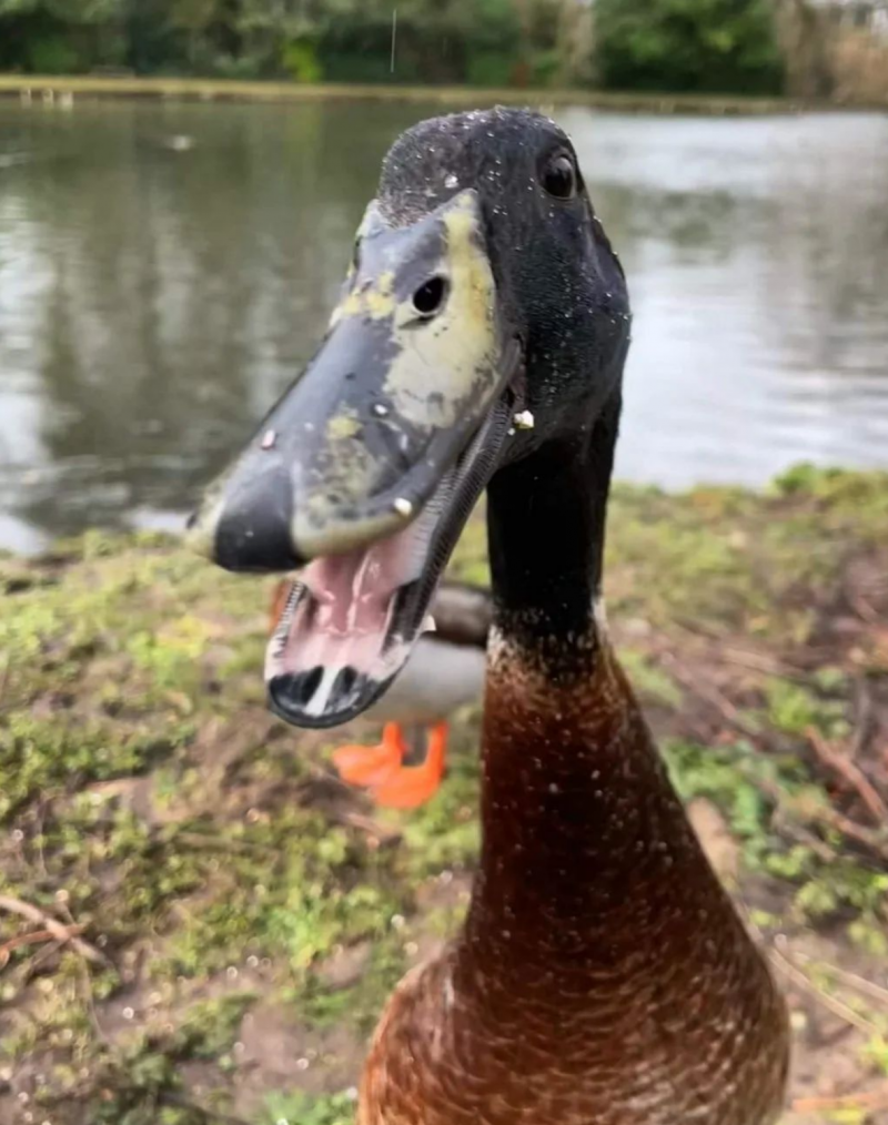 ‘Long, but not forgotten’ fundraising begins for £10,000 Long Boi ...
