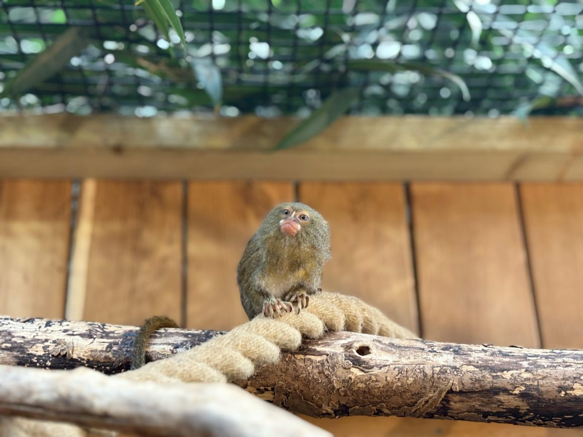 Miniature monkey from Tropical World Leeds chosen to help save ...